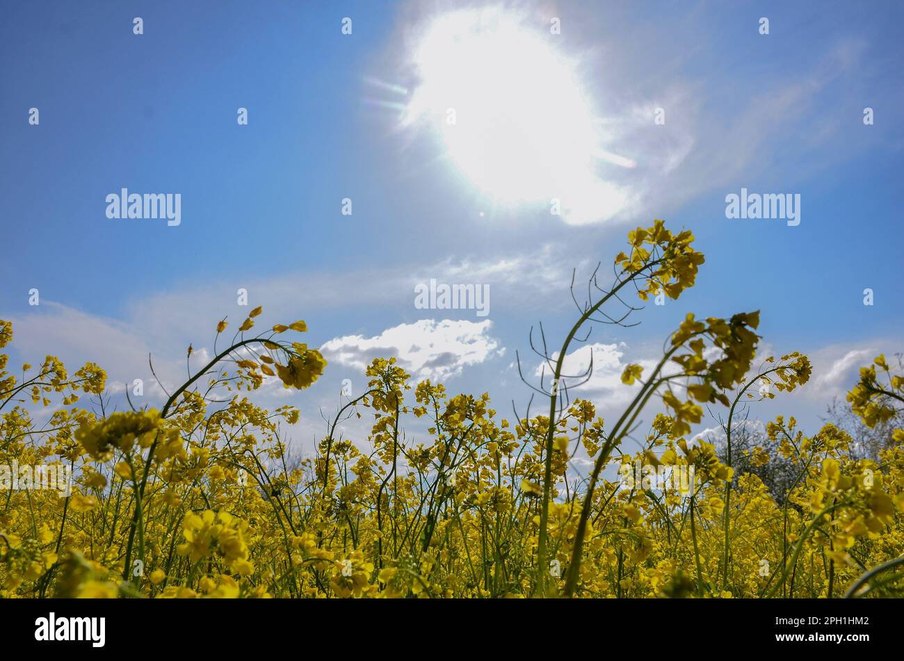 Srinagar, Kashmir, India. 25th Mar, 2023. Mustard flowers are seen in ...