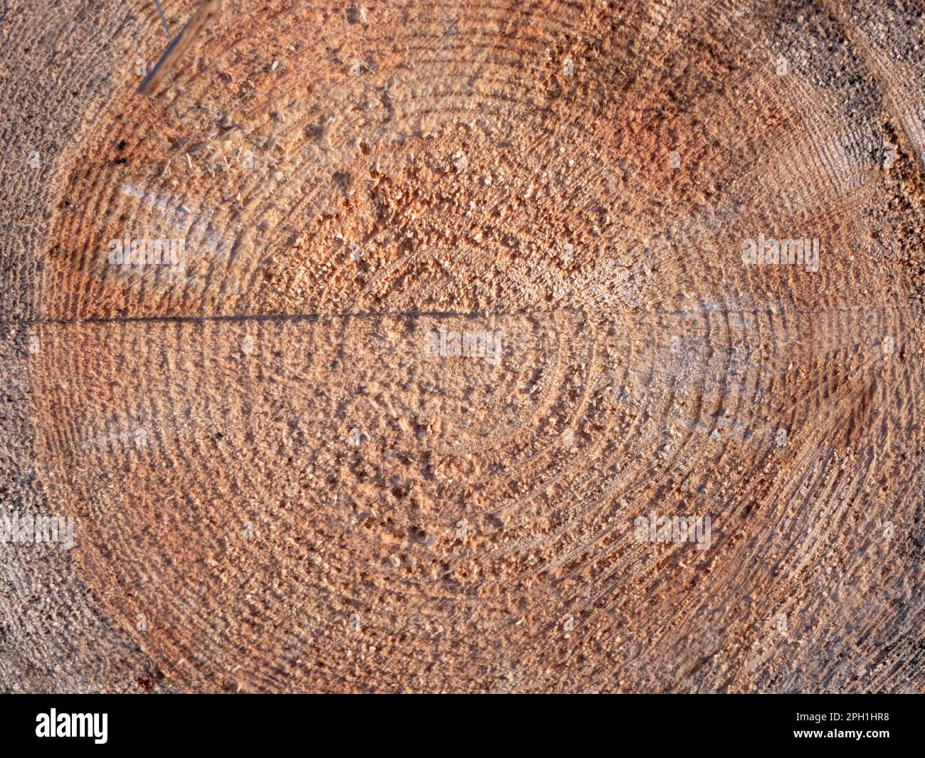 Tree rings saw cut tree trunk background Stock Photo - Alamy