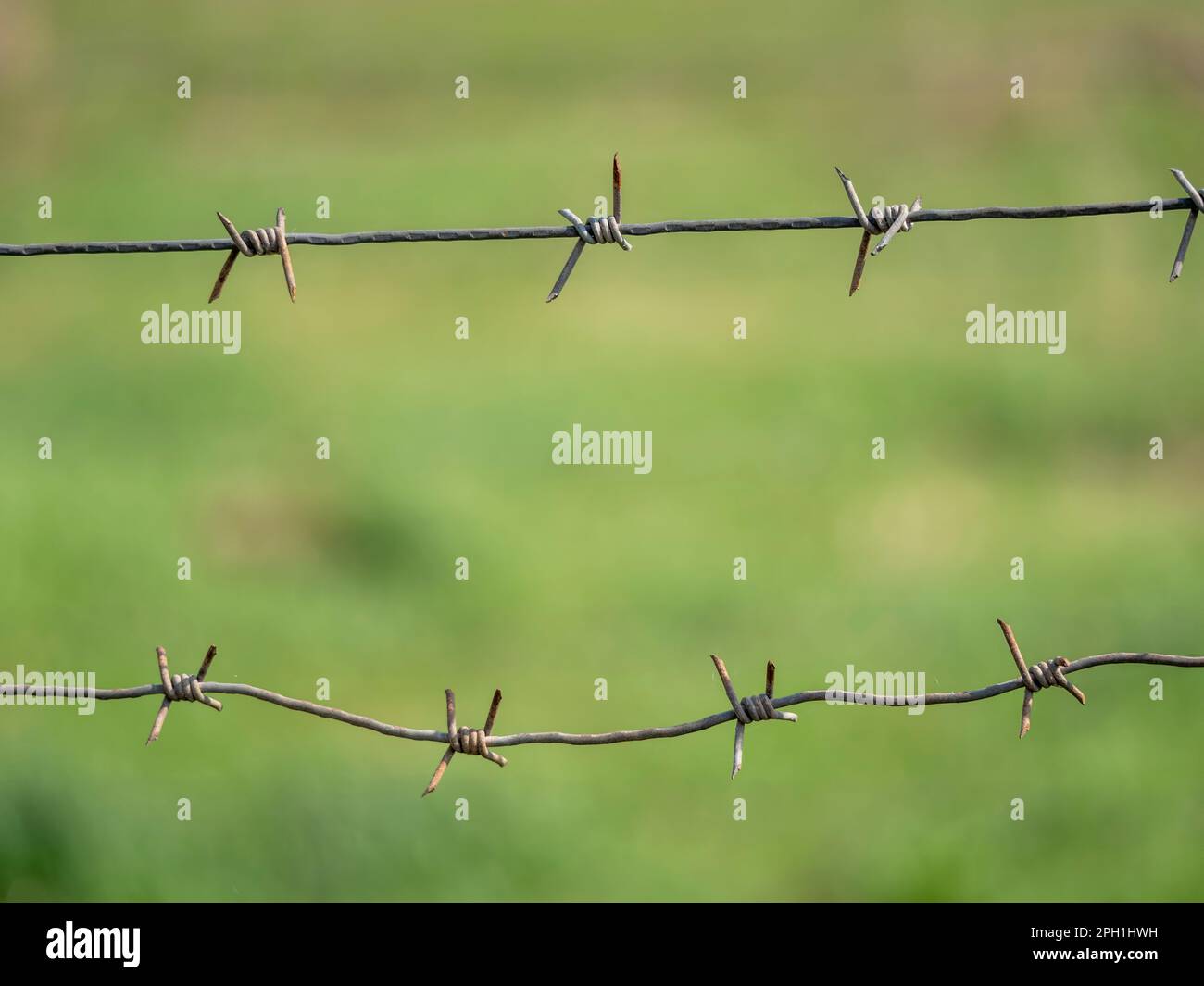Barbed wire on the background of a field of green grass Stock Photo - Alamy