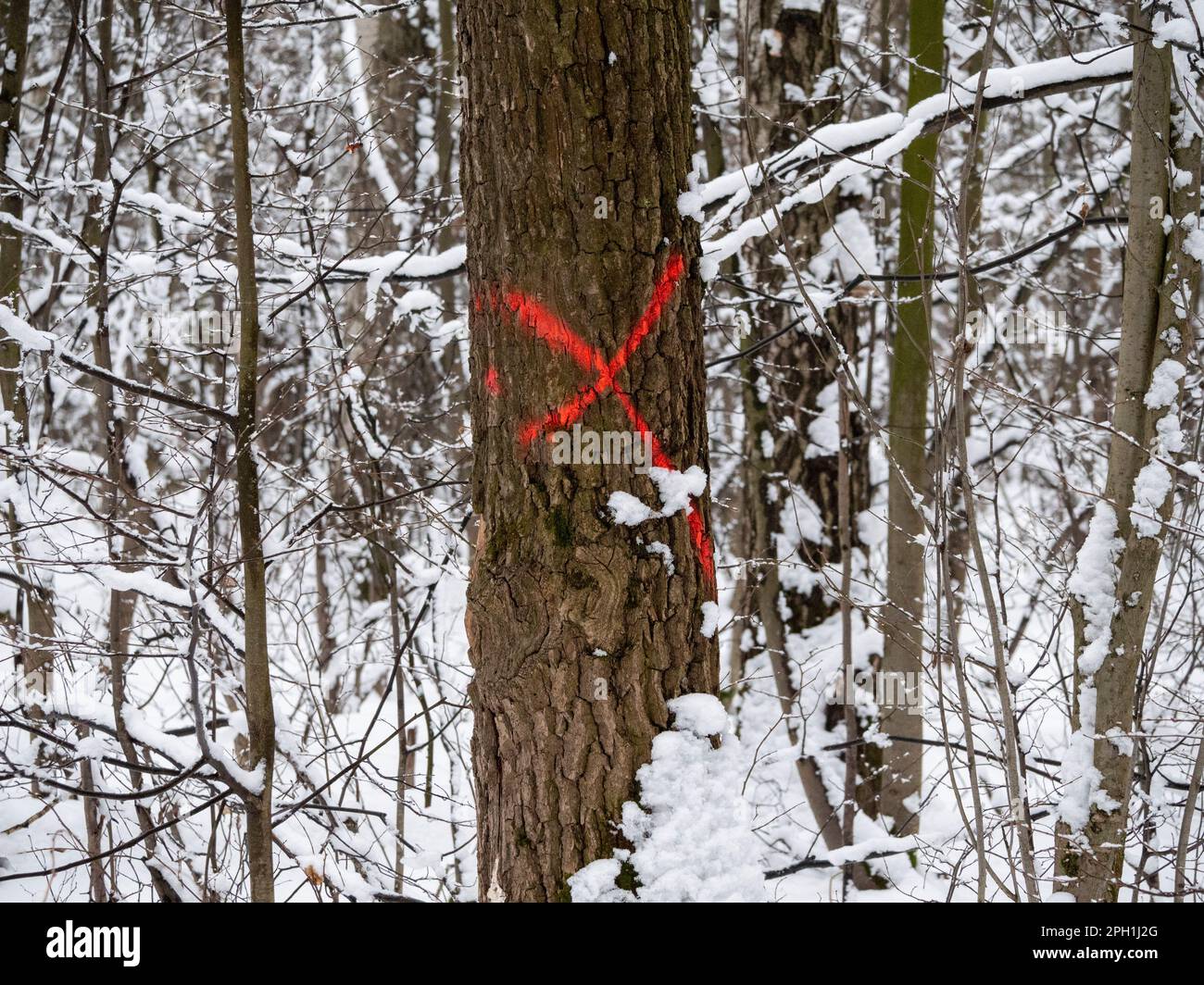 The old tree is marked with a red mark for cutting down in the park ...
