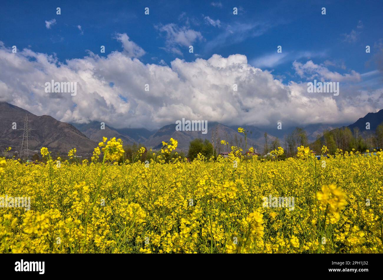 Srinagar, Kashmir, India. 25th Mar, 2023. Mustard flowers are seen in ...