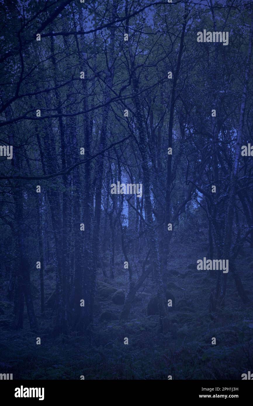Dark and mysterious woods at dusk or dawn Stock Photo - Alamy