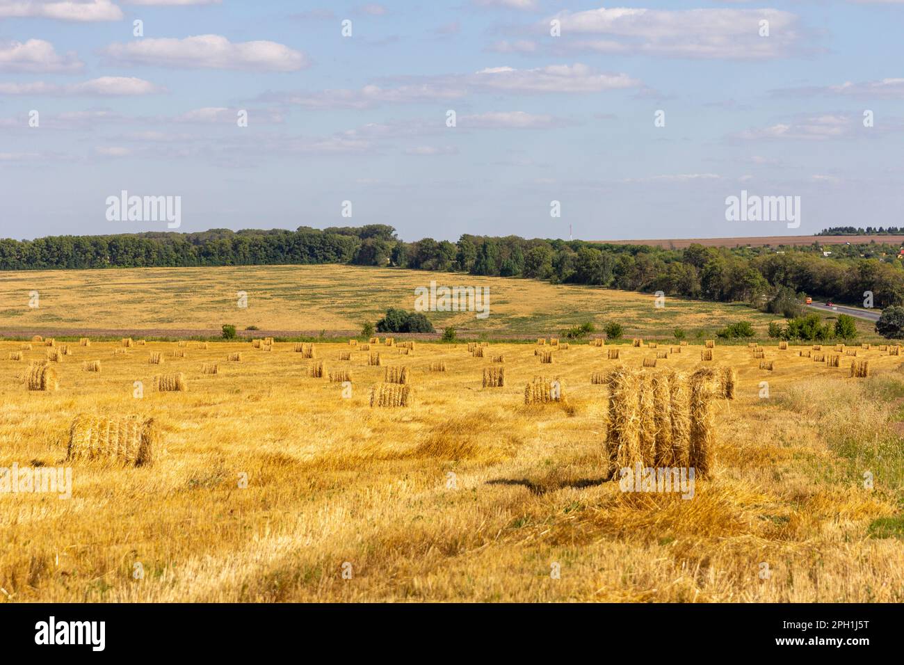Yellow grain ready for harvest growing in a farm field Stock Photo - Alamy
