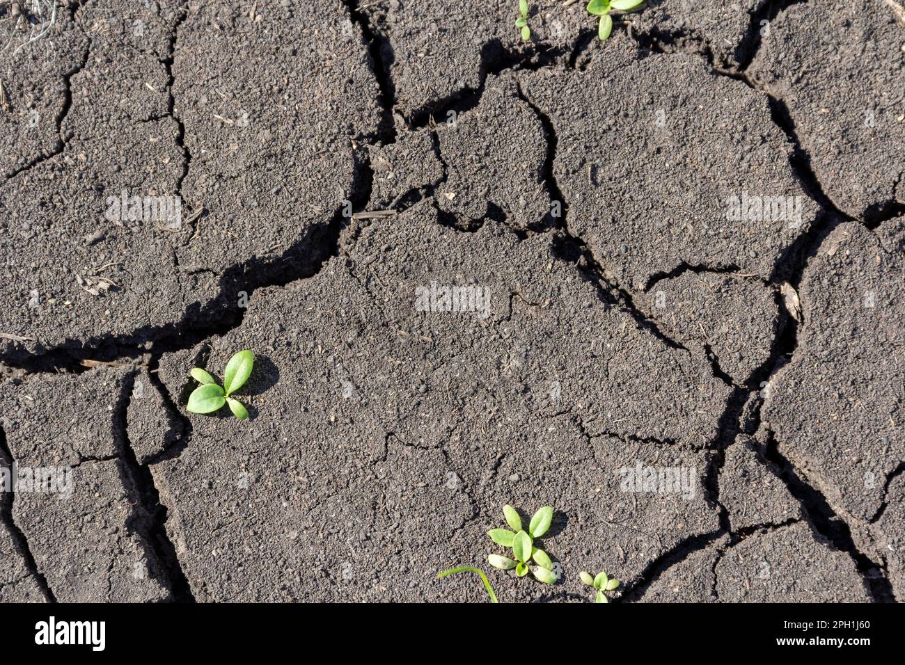 The soil in the desert with cracked by drought Stock Photo - Alamy