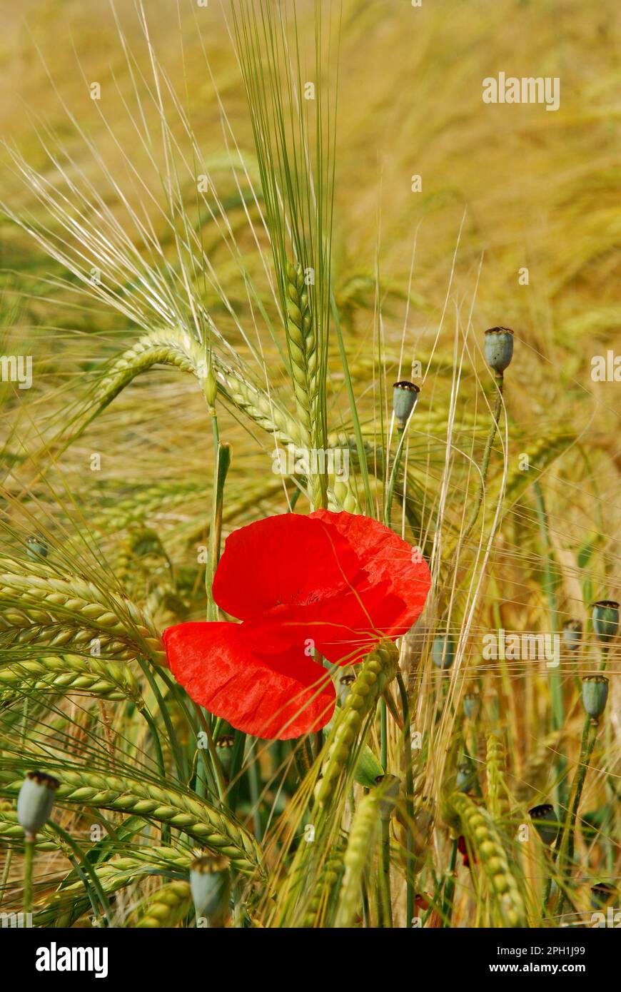 Barley field and corn poppy hi-res stock photography and images - Alamy
