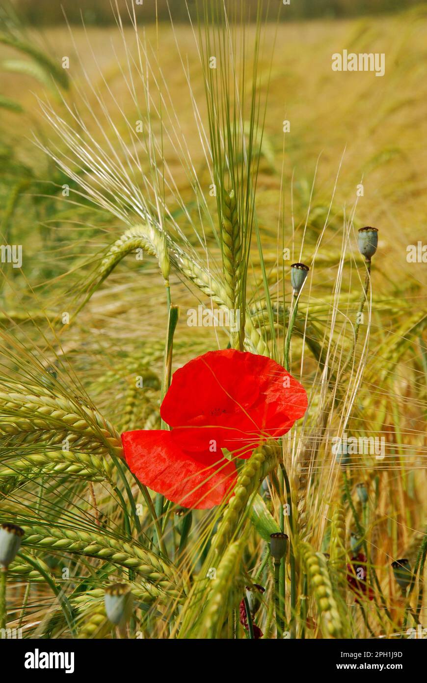 Field poppy corn barley hi-res stock photography and images - Alamy