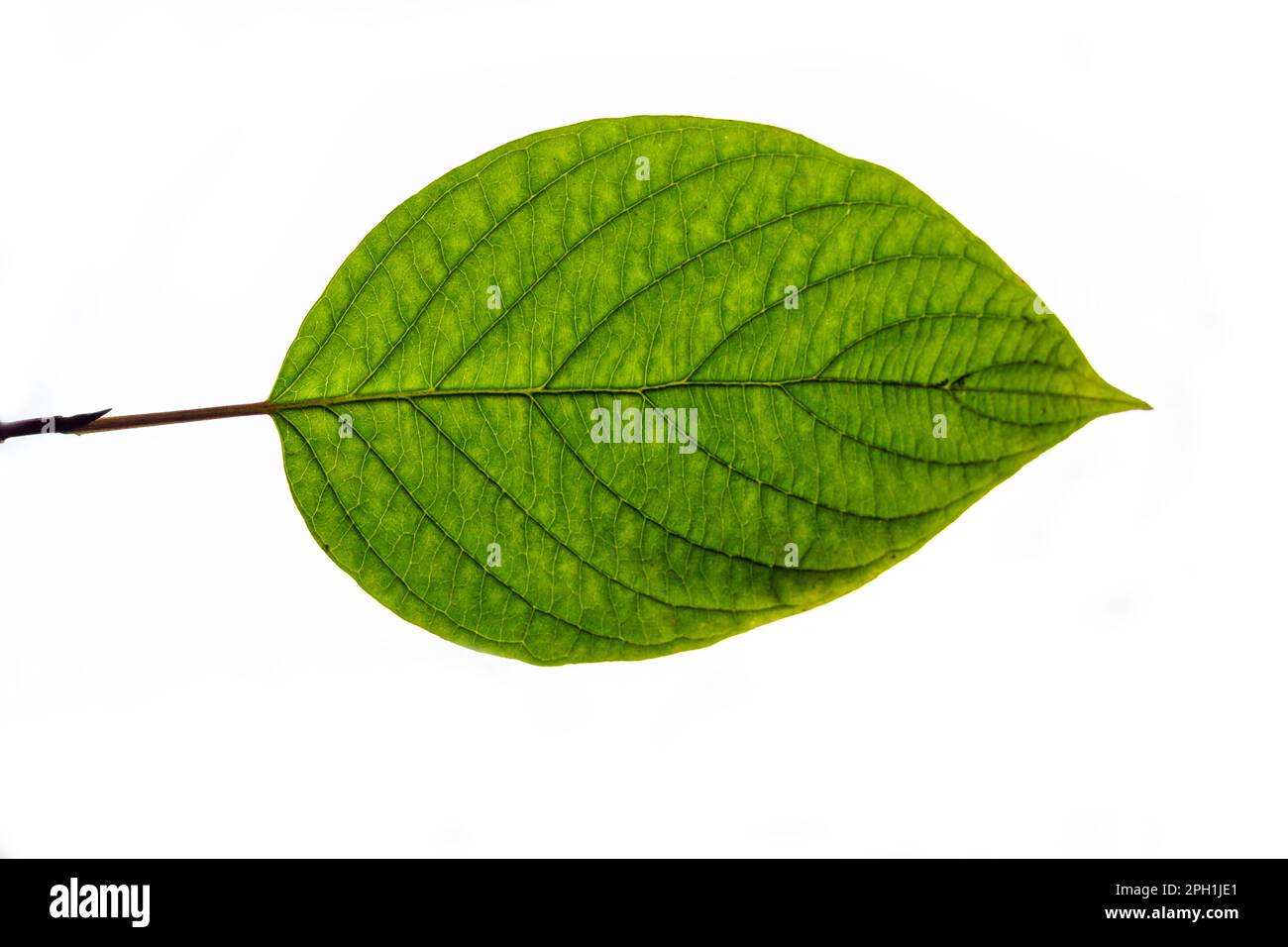 birch closeup leaf isolated on white background Stock Photo - Alamy