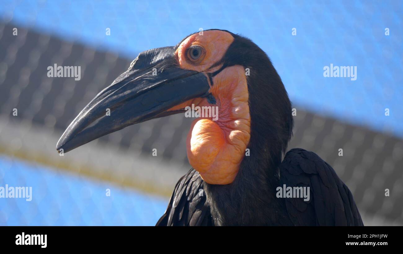 Raven bucorvus hi-res stock photography and images - Alamy