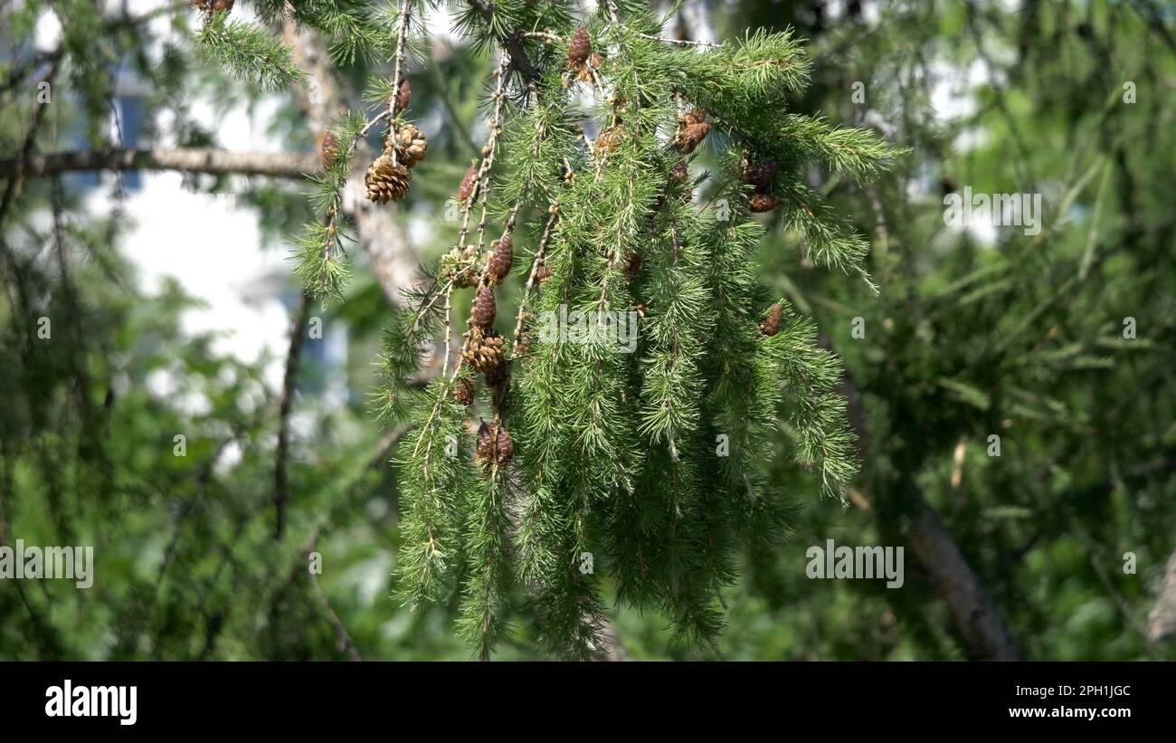 Green prickly branches of a fur-tree or pine Stock Photo - Alamy