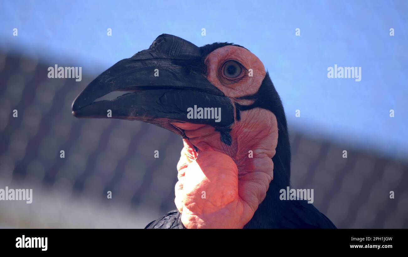 A Kaffir Horned Raven standing on a close-up Stock Photo - Alamy