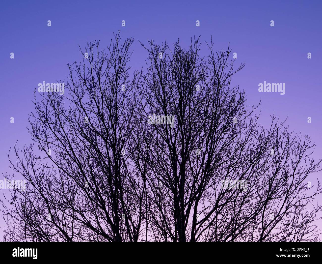 Trees at Nightime, Balmore Walk, Caversham, Reading, Berkshire, England ...