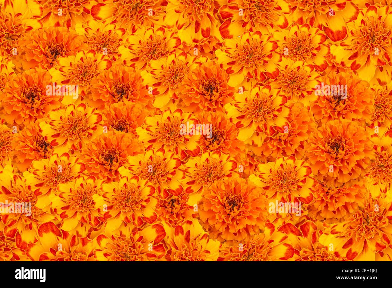 Vivid Close up of a mural full of beautiful orange flowers of ...