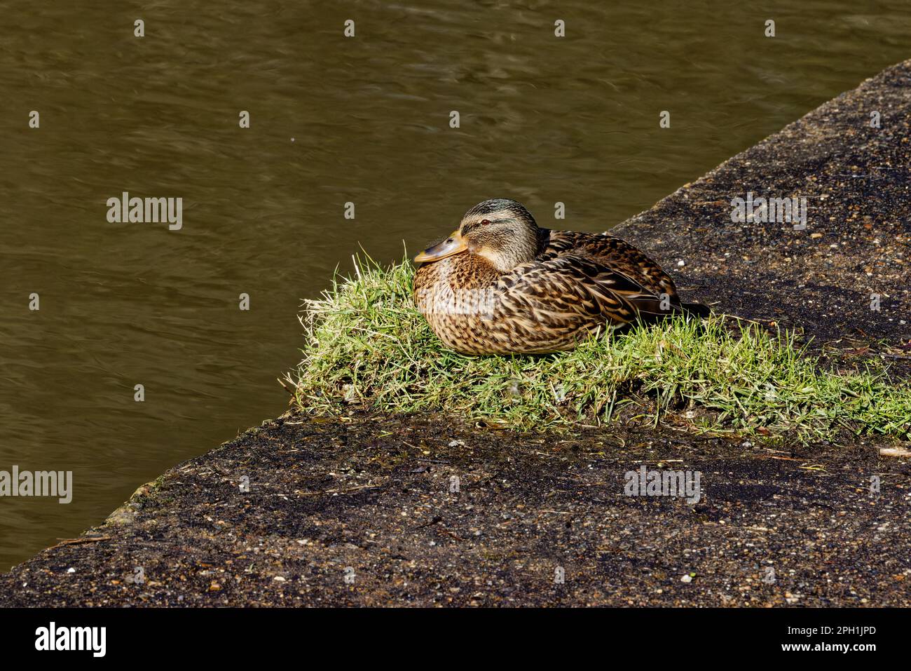 Female Mallard Duck resting on quayside Stock Photo - Alamy
