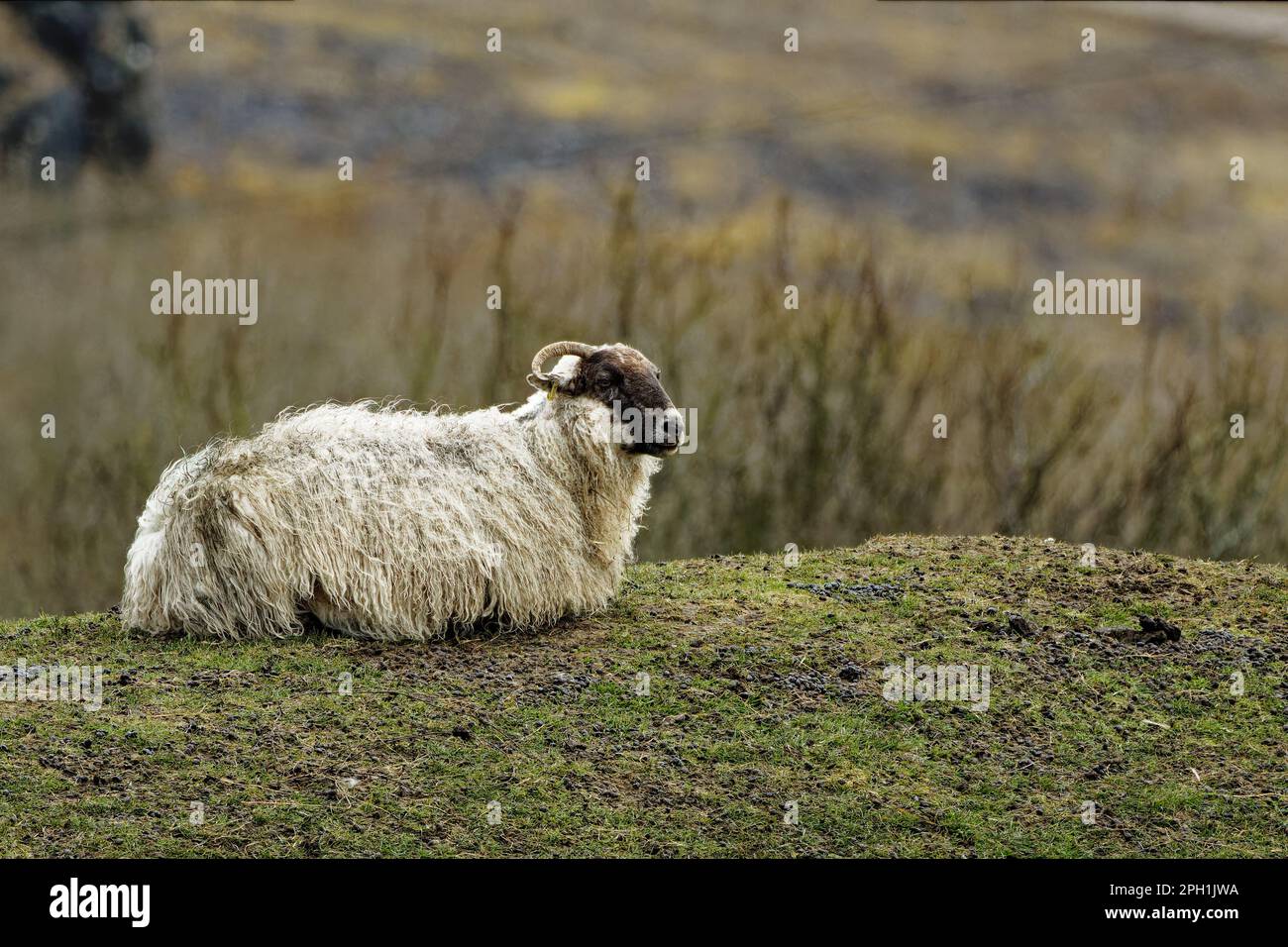 Welsh moors hi-res stock photography and images - Alamy