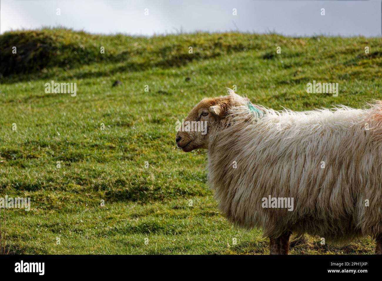Sheep out to pasture Stock Photo - Alamy