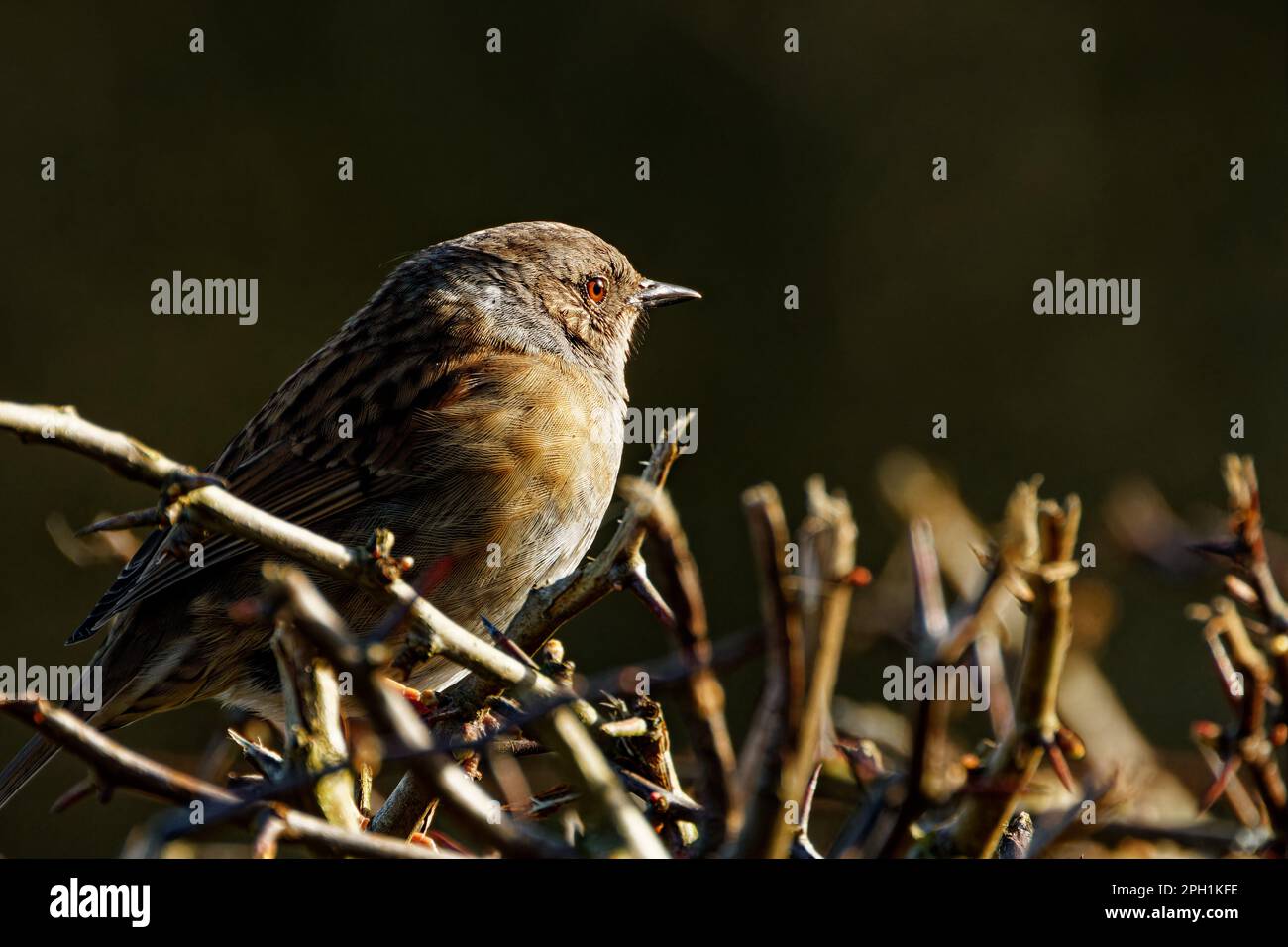 Dunnock (Prunella modularis Stock Photo - Alamy