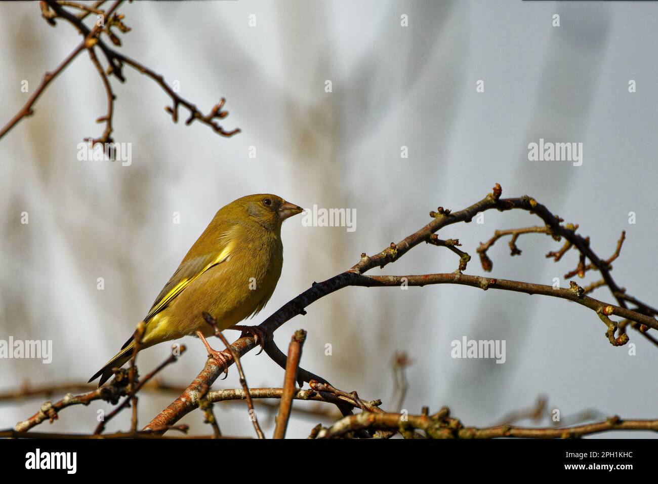 Olive finch hi-res stock photography and images - Alamy
