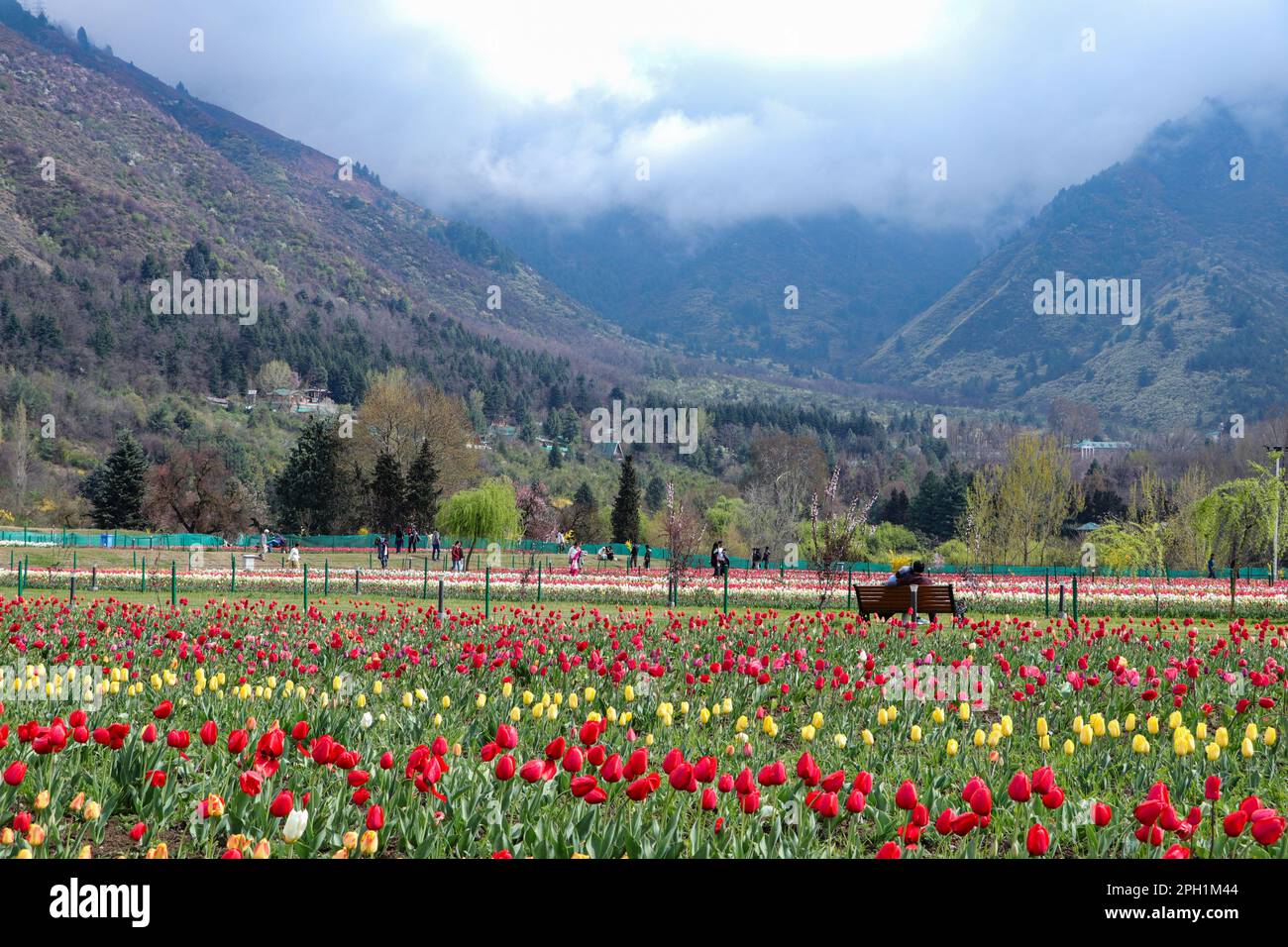 March 25, 2023, Srinagar, Jammu and Kashmir, India: Couples enjoy tulip ...