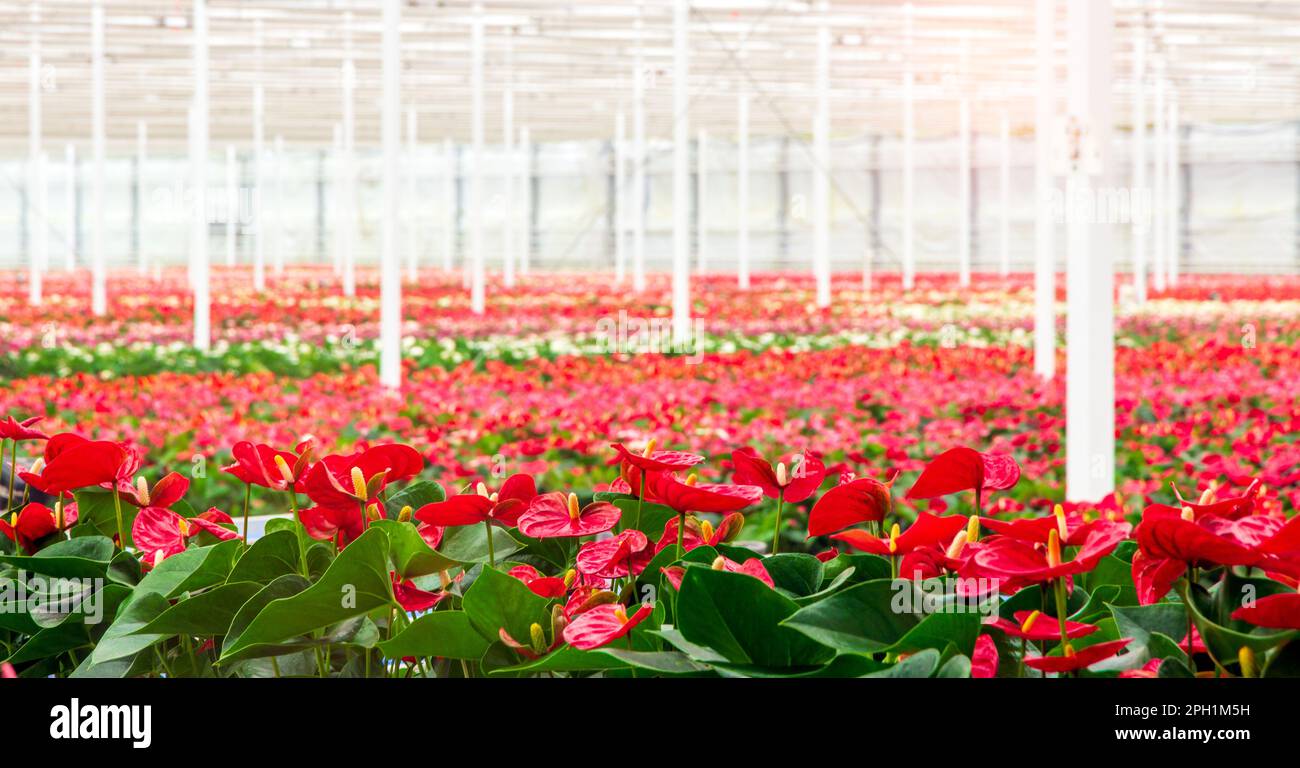 Anthurium flowering plant cultivation in a industrial greenhouse Stock ...