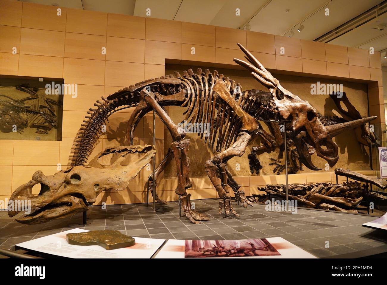 A Triceratops Prorsus Dinosaur fossil display at the Canadian Musuem of ...