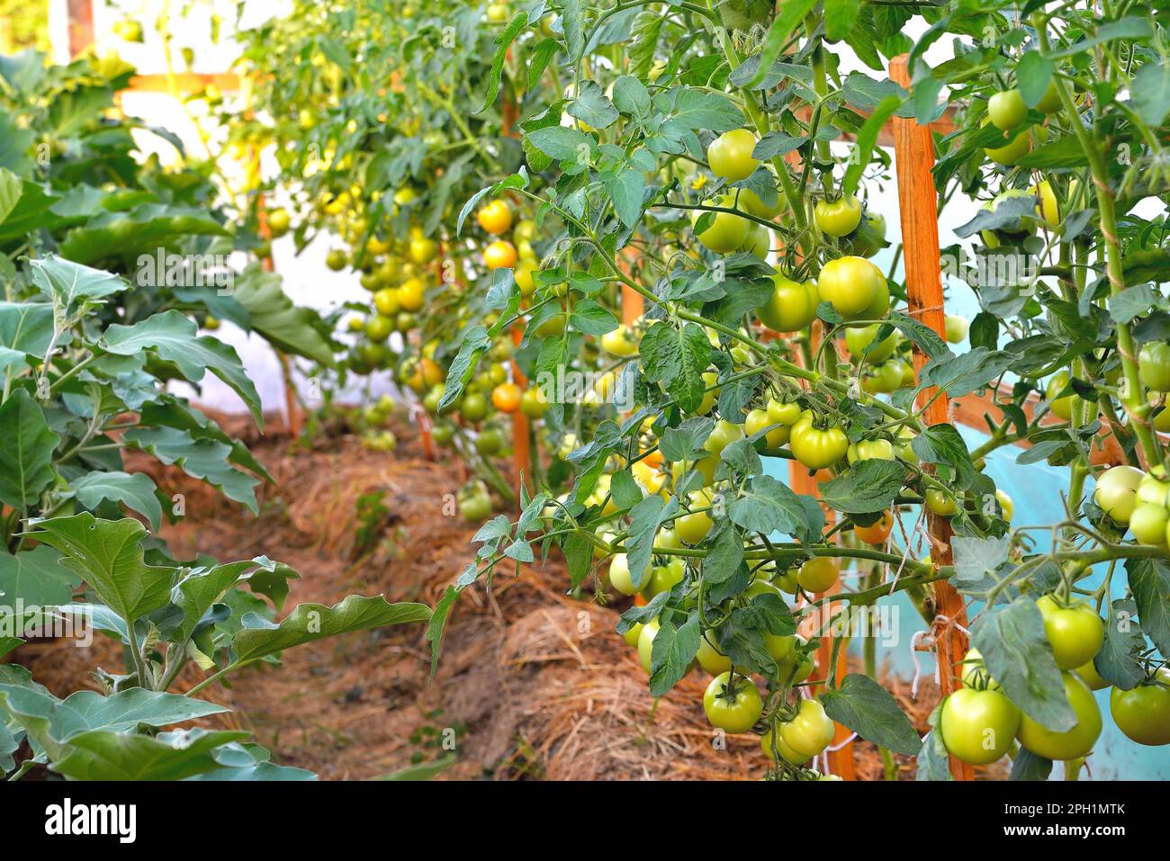 Tomato growth stages hi-res stock photography and images - Alamy