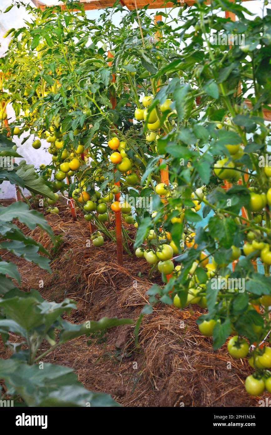 Stages of ripening of tomatoes hi-res stock photography and images - Alamy