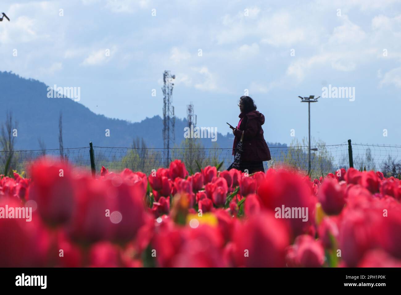 March 25, 2023, Srinagar, Jammu and Kashmir, India: A tourist is seen ...