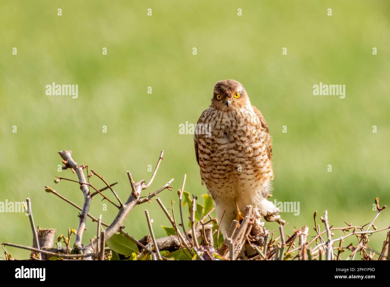 A young female sparrowhawk perches on top of a hedge Stock Photo - Alamy