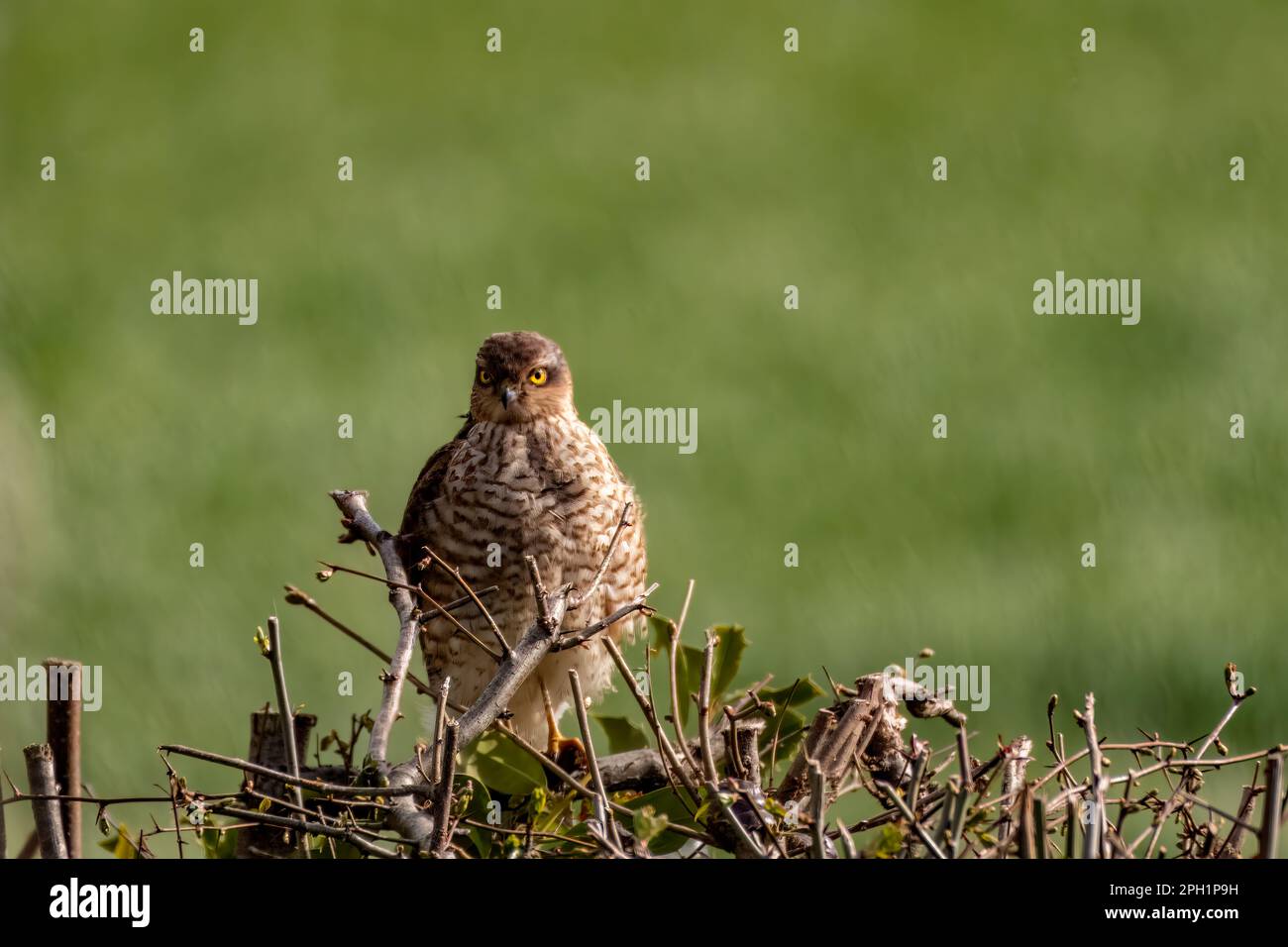 A young female sparrowhawk perches on top of a hedge Stock Photo - Alamy