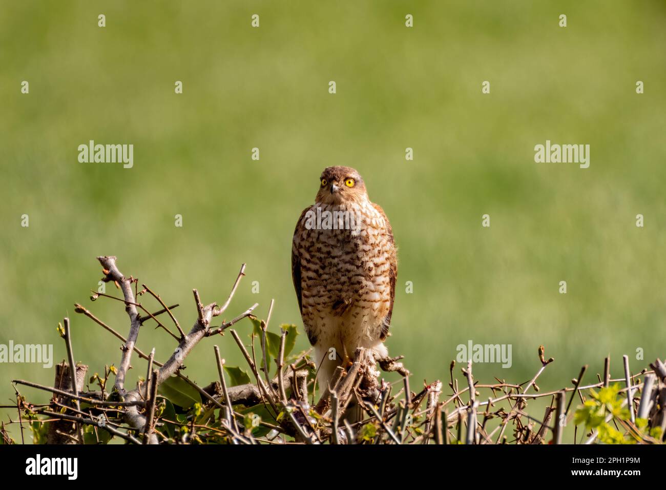 A young female sparrowhawk perches on top of a hedge Stock Photo - Alamy