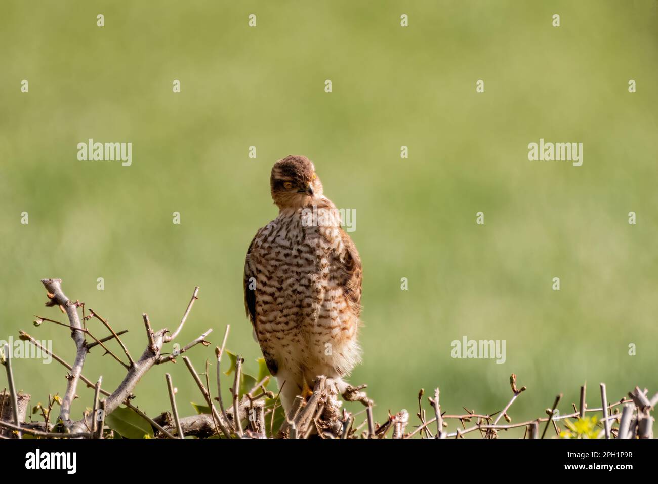A young female sparrowhawk perches on top of a hedge Stock Photo - Alamy