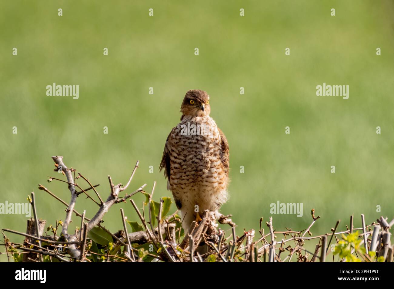On top of a hedge hi-res stock photography and images - Alamy