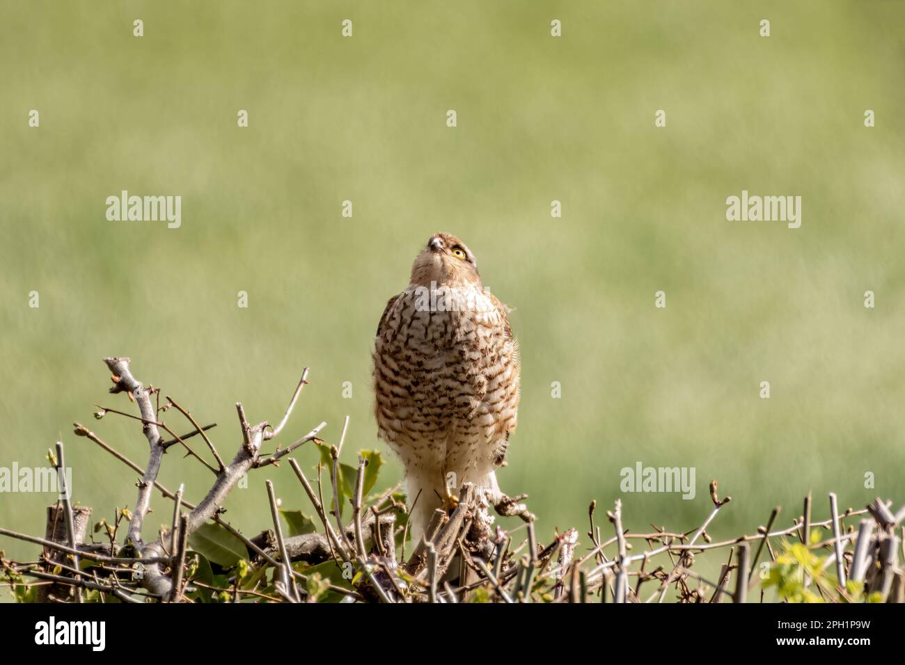 A young female sparrowhawk perches on top of a hedge Stock Photo - Alamy