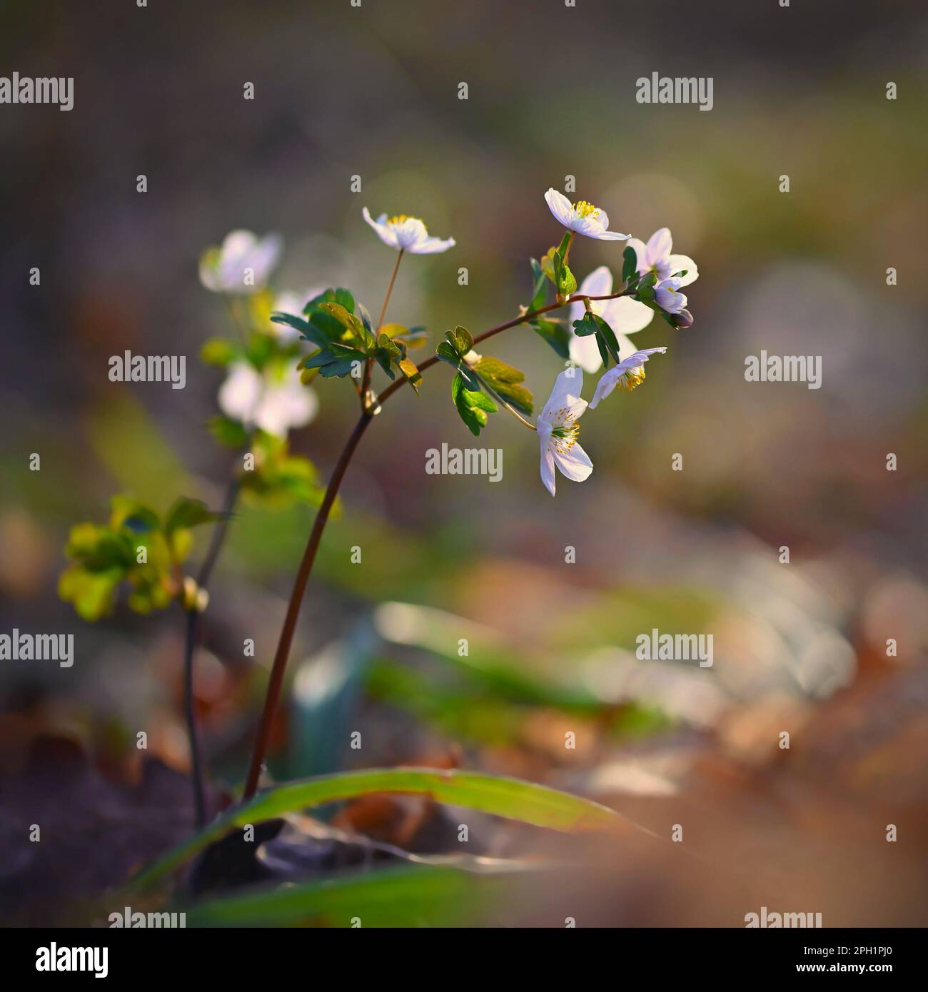 Spring background. Beautiful little white flowers in nature. Small ...