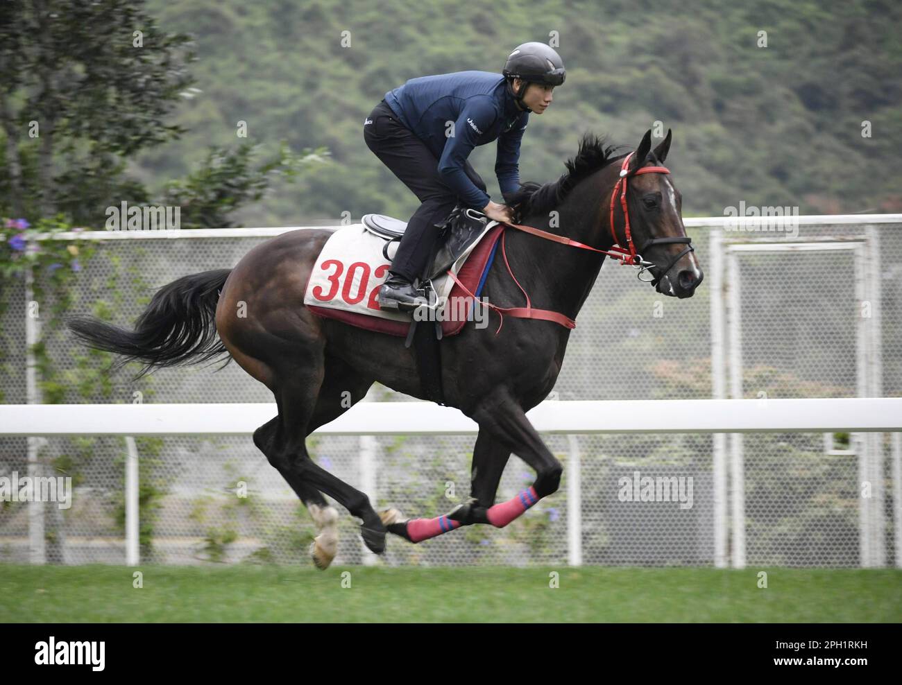 GORYTUS (302) ridden by Jerry Chau Chun-lok galloping on the turf at ...