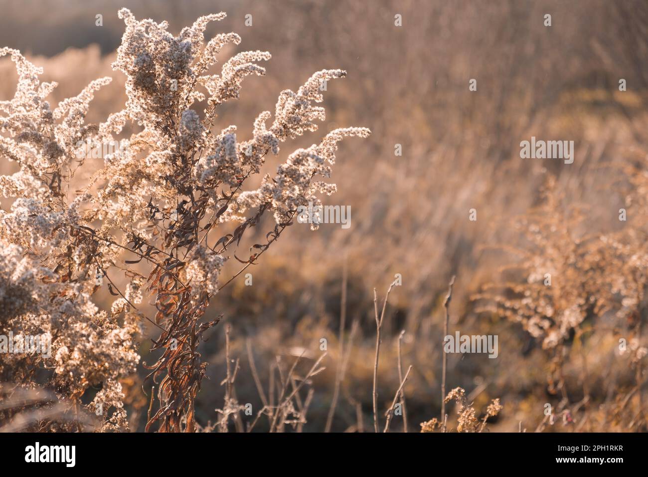 Dry sedge grass in the wind. Pastel neutral colors. Earth tones ...