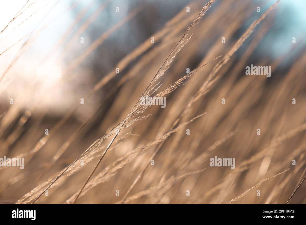 Dry sedge grass in the wind. Pastel neutral colors. Earth tones ...