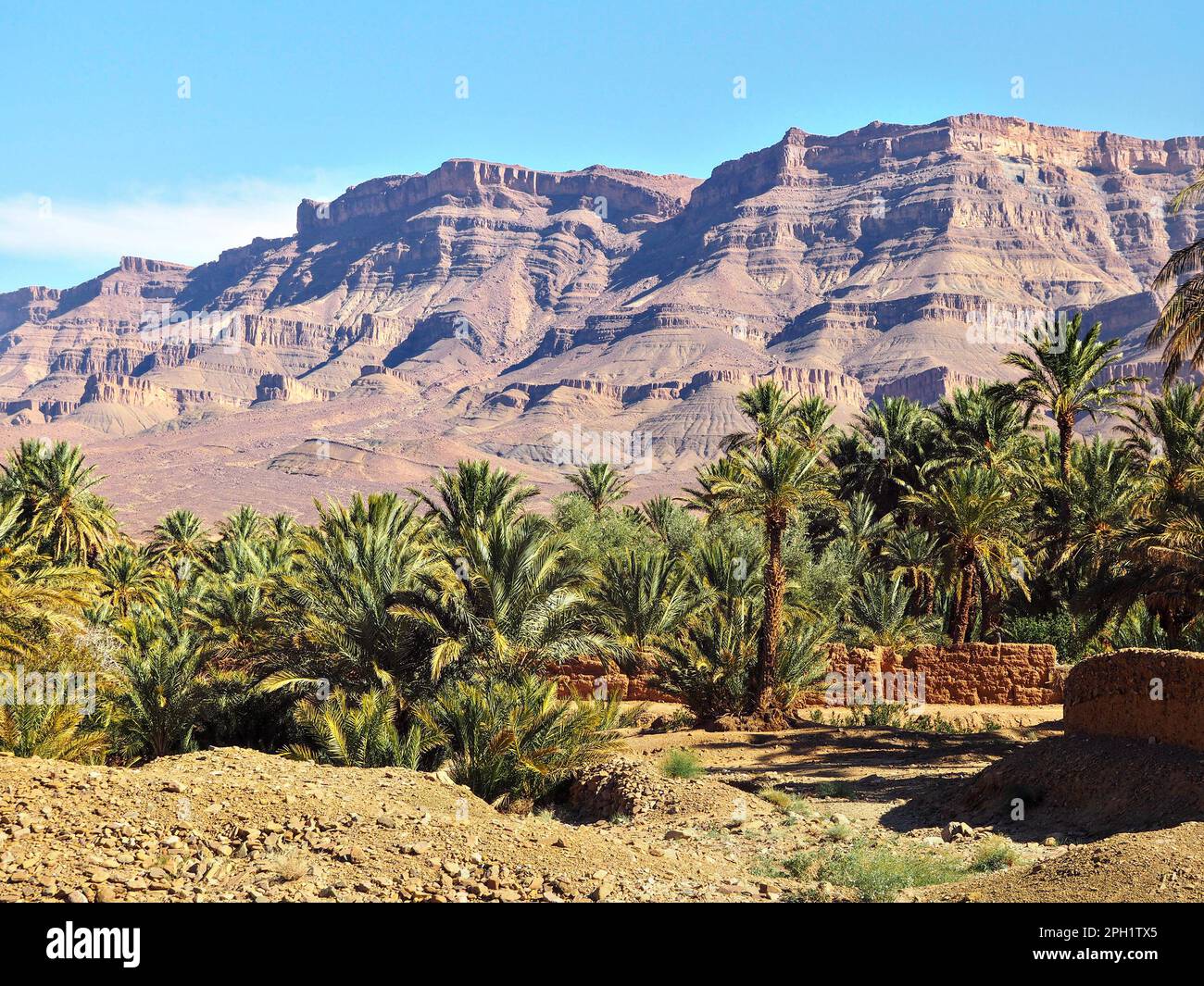 Palms growing in small oasis, rocky massifs in background - typical ...