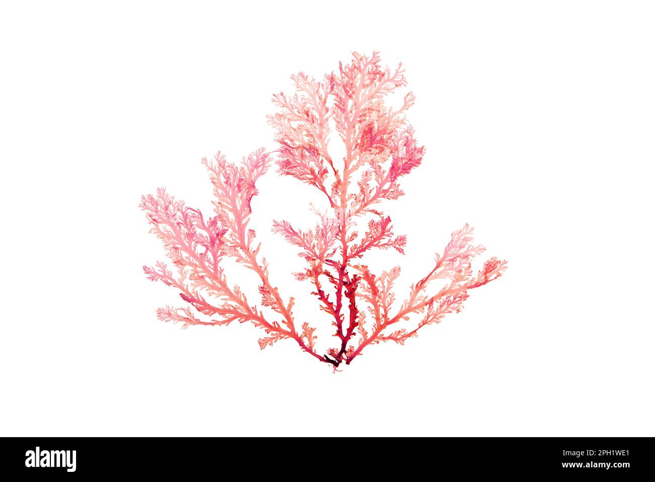 Rhodophyta seaweed or red algae branch isolated on white Stock Photo - Alamy