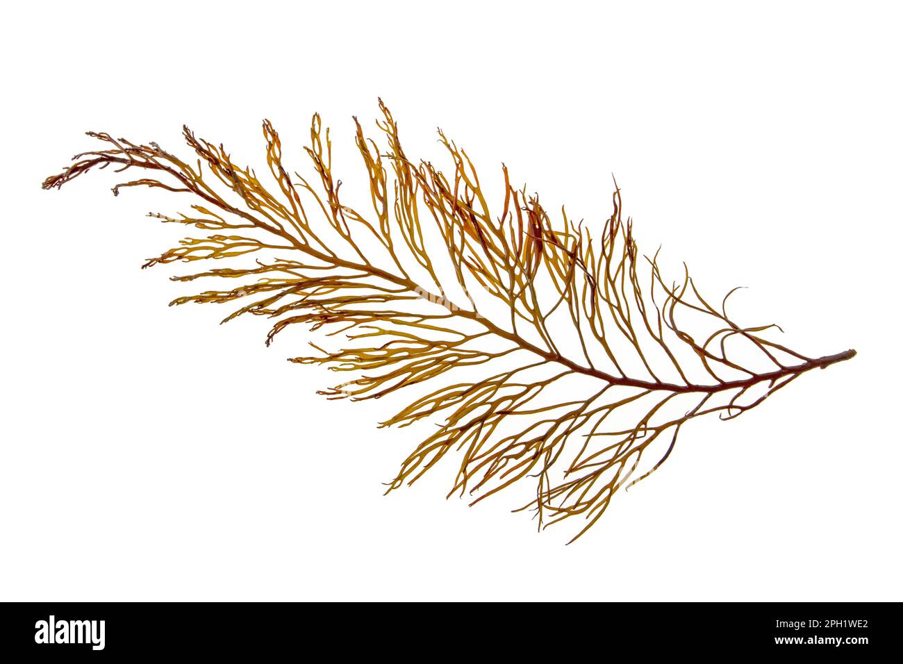 Cystoseira algae or brown seaweed branch isolated on white Stock Photo ...