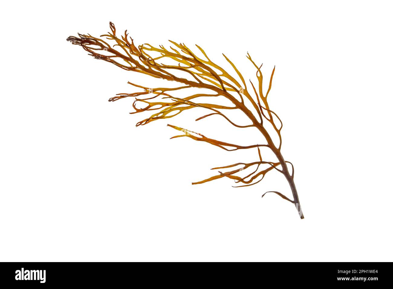 Brown Algae Clipart