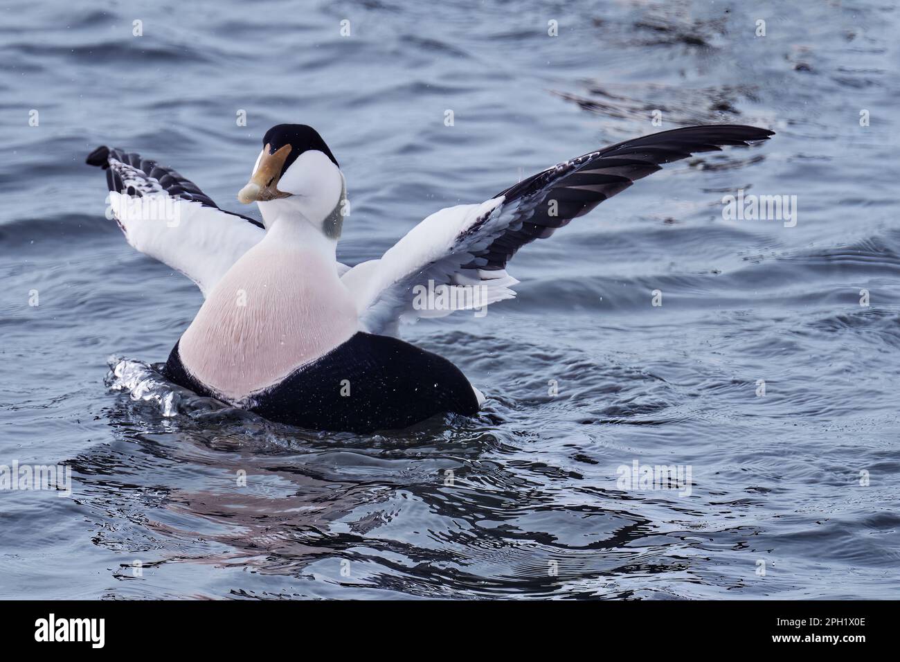 Common Eider Duck Stock Photo - Alamy