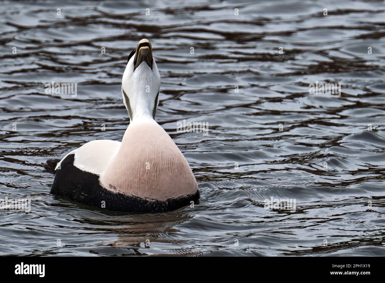Common Eider Duck Stock Photo - Alamy