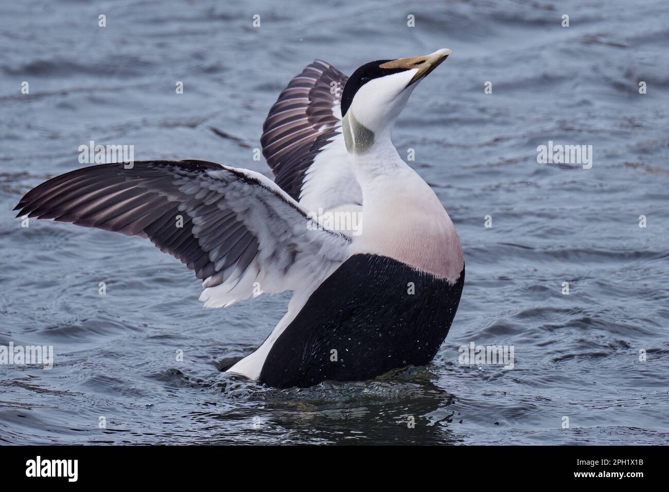 Common Eider Duck Stock Photo - Alamy