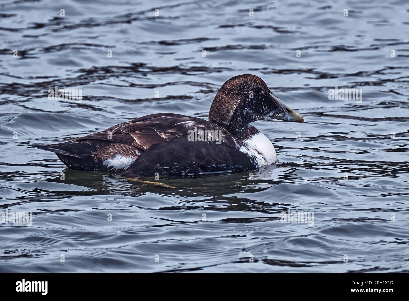 Common Eider Duck Stock Photo - Alamy