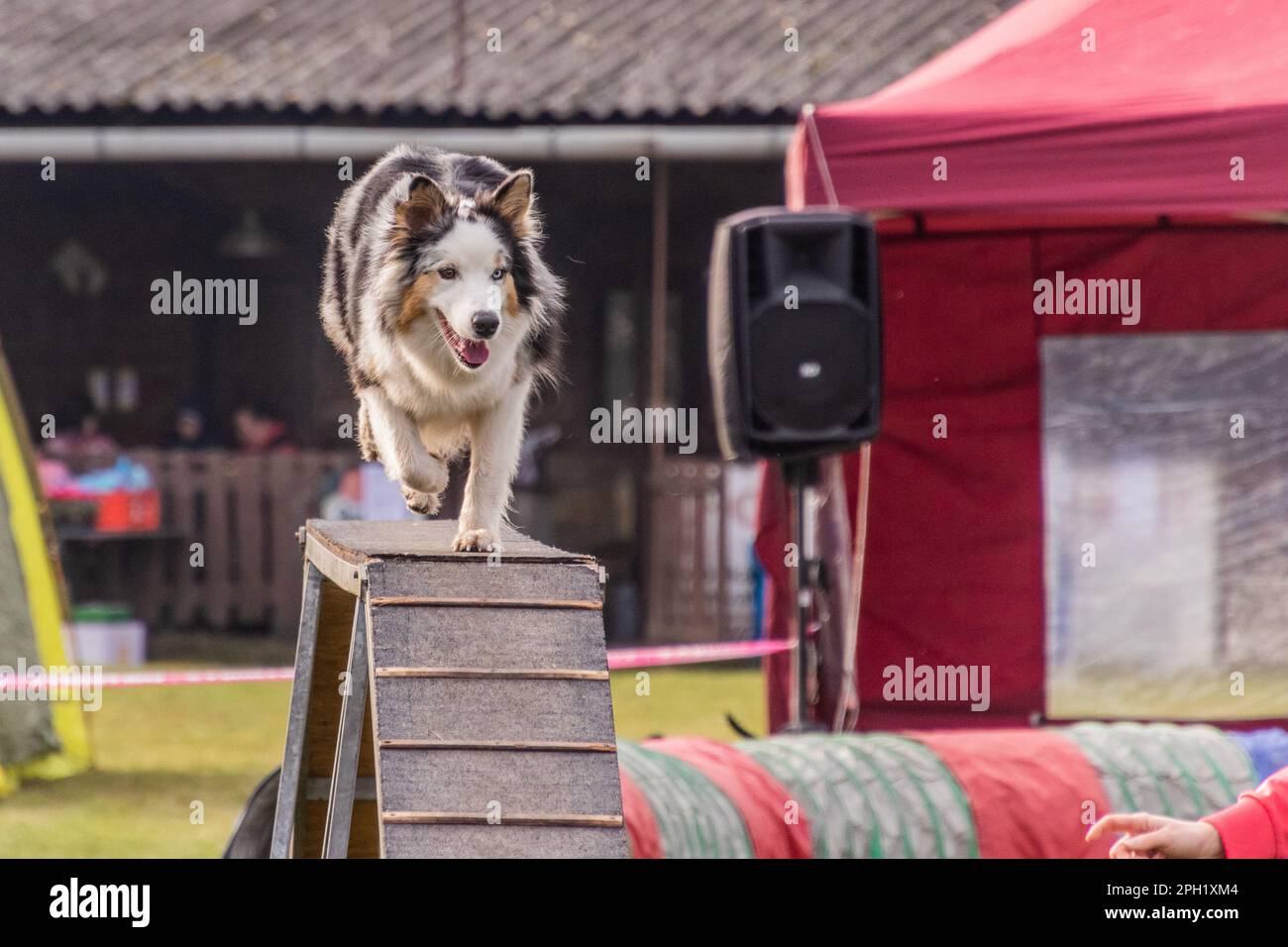 Dog running over dog walk obstacle during agility competition Stock ...