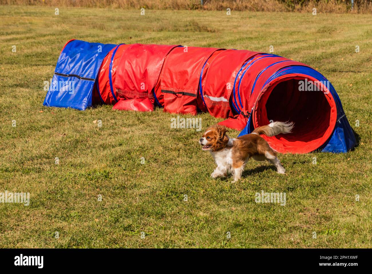 Dog running through a tunnel during agility competition Stock Photo - Alamy