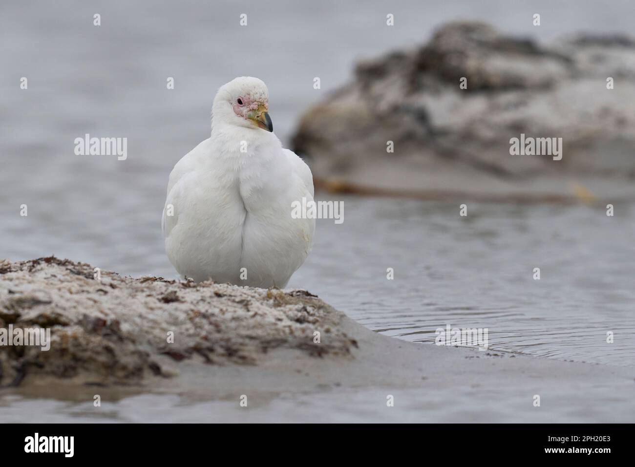 Pale-faced Sheathbill (Chionis albus) on the coast of Sea Lion Island ...