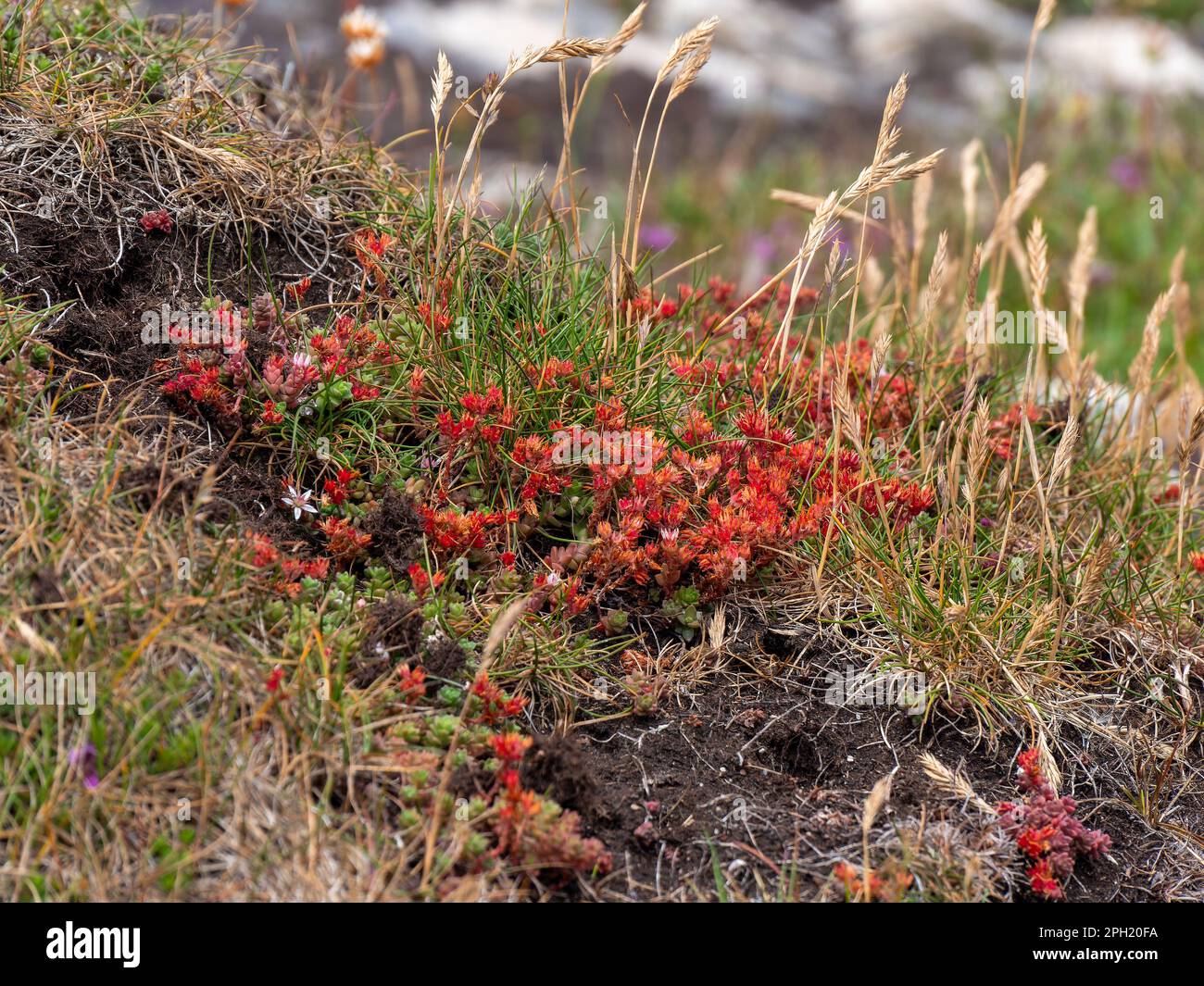 A flowers in the Ireland. Beautiful plants. Landscape. Red flowers ...