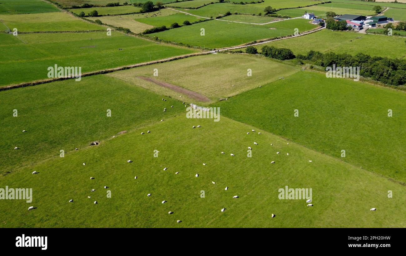 Flock of sheep on a green farm pasture on a sunny summer day, aerial view. Livestock farm ...